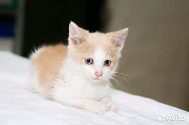 Котенок в добрые руки