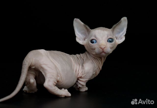 Разноглазая бамбино арлекин