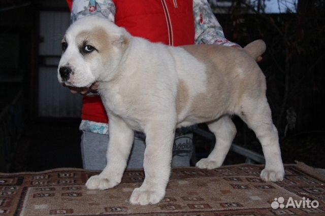 Очень крупная девочка сао