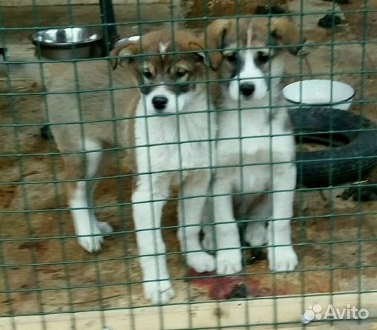 Щеночки от хаски в дар