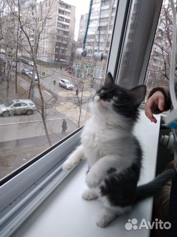Пушистик 2 месяца