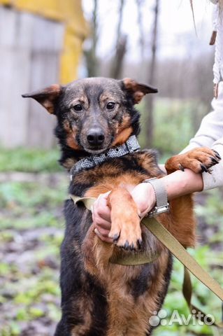 Собачка небольшого размера с живописным окрасом