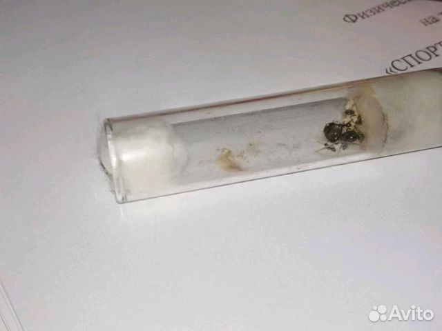 Муравьи вида Lasius Niger
