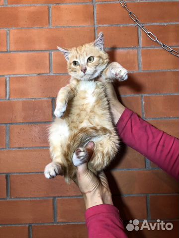 Котенок мальчик Сема 3-4 мес