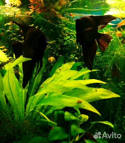 Скалярии черный бархат - малек