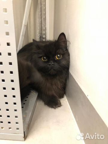 Котята в дар