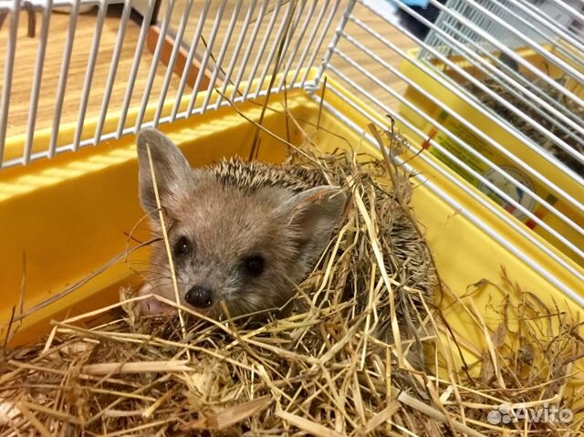 Ёжик домашний ручной