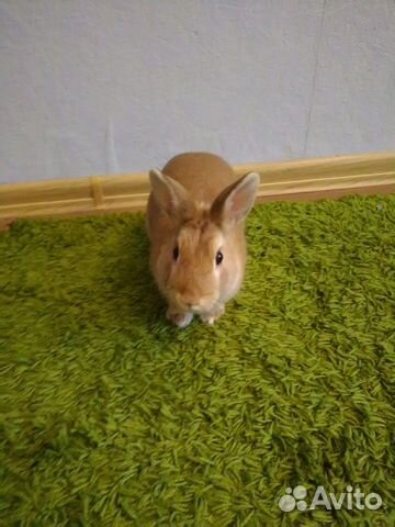 Кролик декоративный, девочка