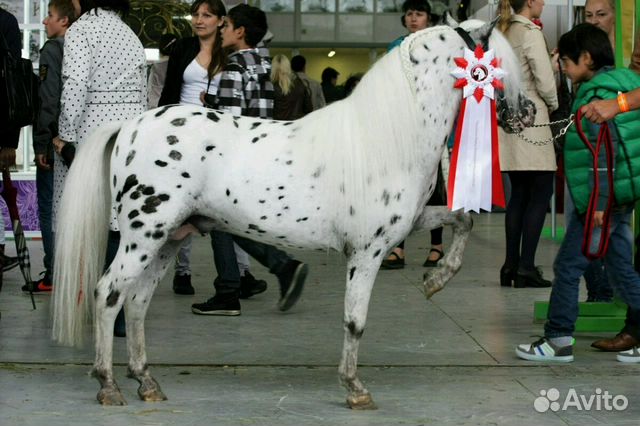 Пони на случку