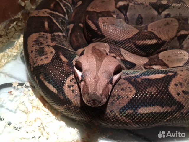 Императорский удав (самка)