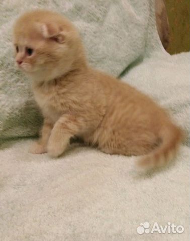 Мальчик скоттиш фолд