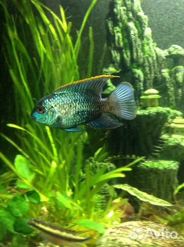 Нанокара блю неон