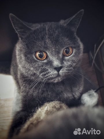 Британка ищет котика для вязки