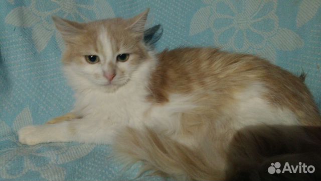 Котёнок Львёнок