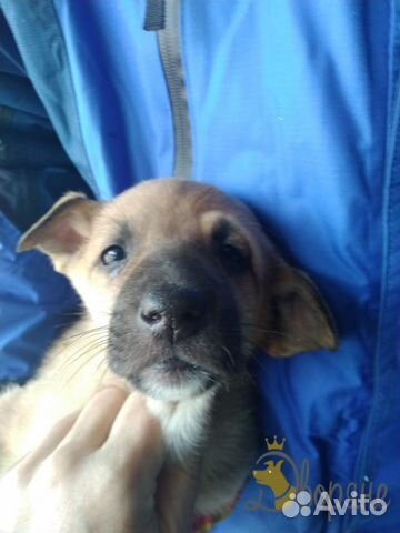 Комочек счастья по кличке Лирочка