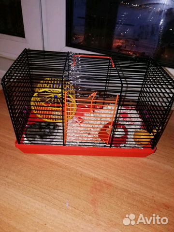 Джунгарский хомячок