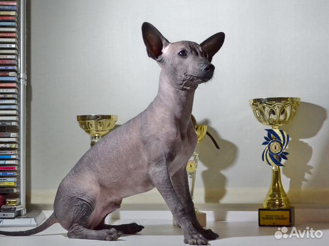 Озорной малыш ксоло мини