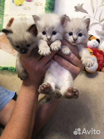 Новогодние невские котята
