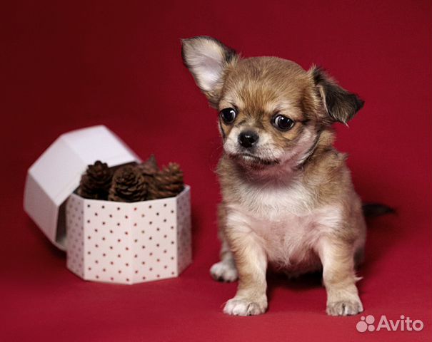 Яркий рыжик