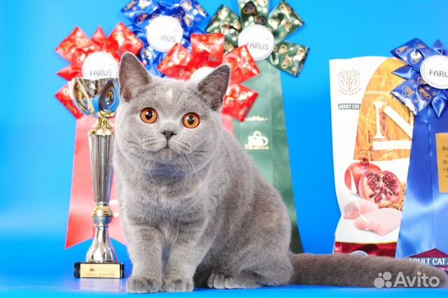 Британские котята, девочки голубые с кремом