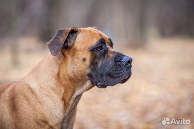 Подрощенный щенок Бурбуля (девочка, 1,5 года)