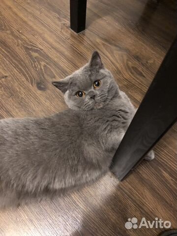 Вязка британки