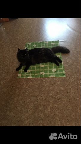 Кот мэйнкун