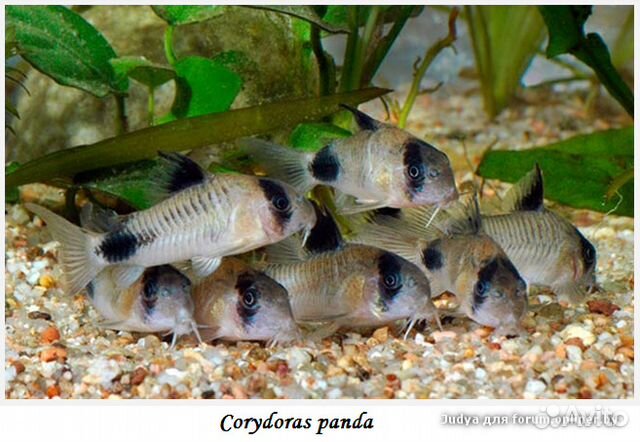 Сомики Панда, Пигмей, Джули. Щучки