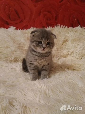 Чистокровные шотландские котята
