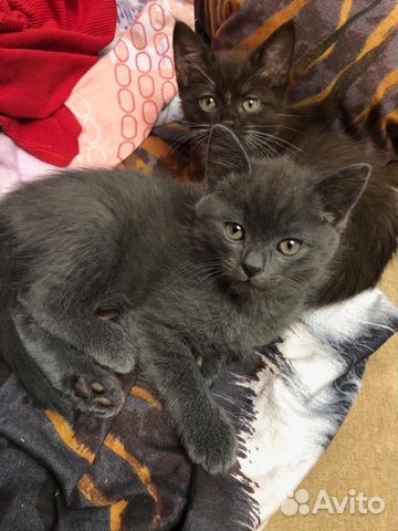 Котята Британки