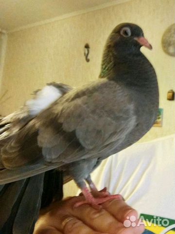 Голуби-павлины