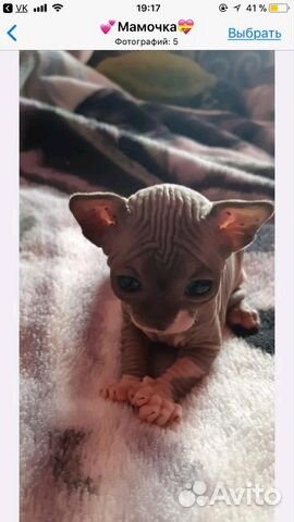 Канадский сфинкс