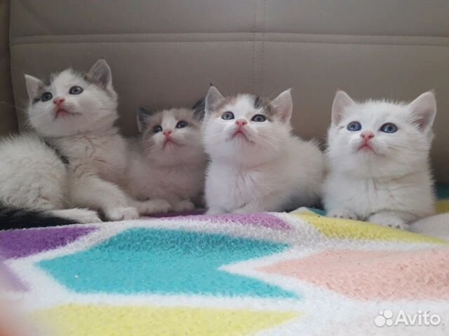 Шикарные котята