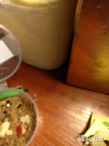 Королевская улитка ахатина