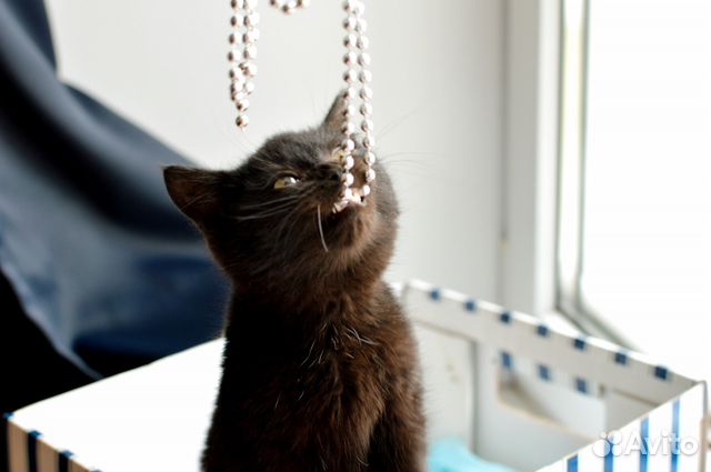 Два прекрасных мальчика