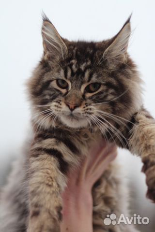 Шикарный котенок по имени Никки