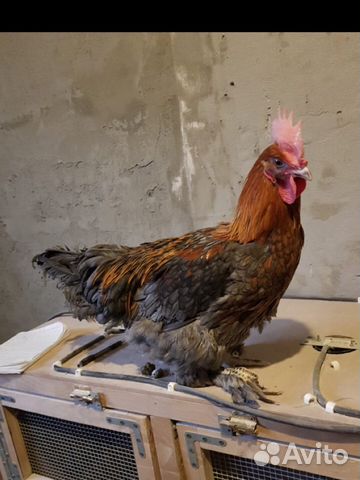 Петухи Маран 4 месяца