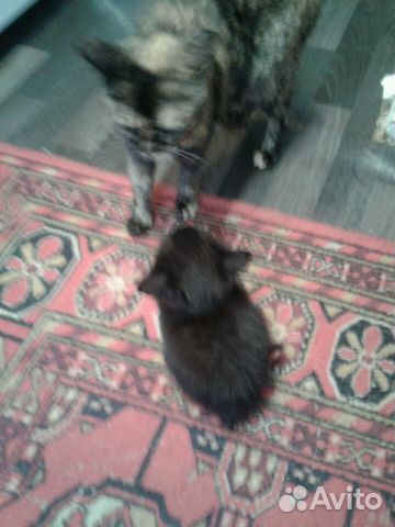 Котеок, полностью черный (кошечка)