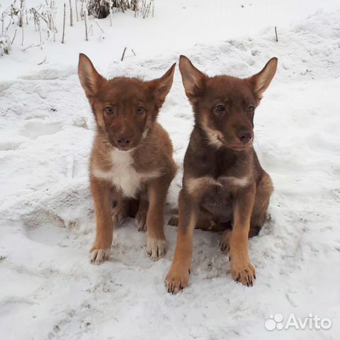 Щенки с навыками жизни в квартире