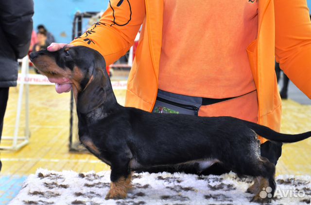 Карликовый жестик