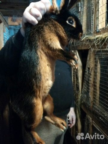 Черно-огненные кролики