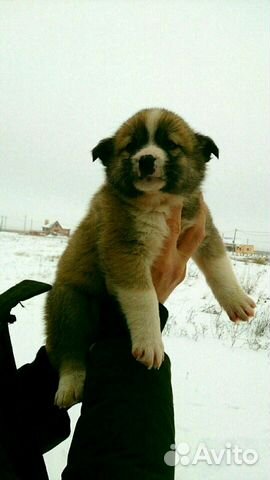 Прекрасные щенки