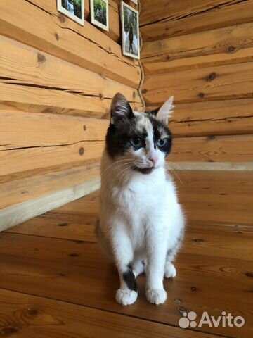 В добрые руки