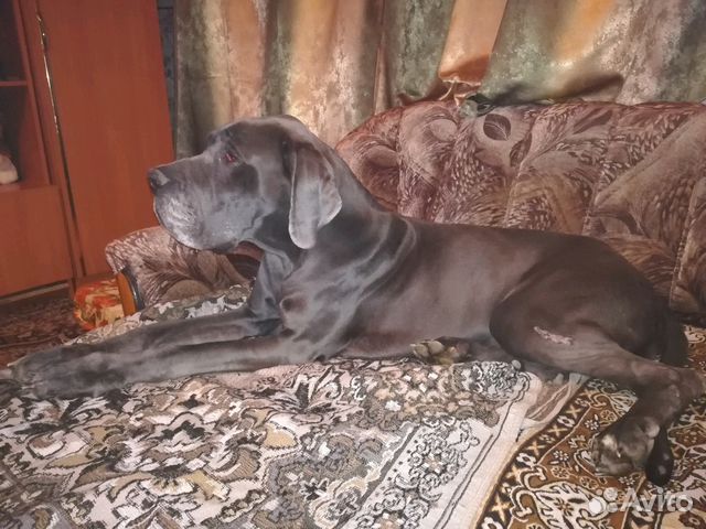 Немецкий Дог