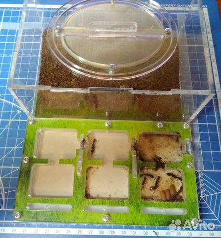 Муравьи венаторы (harpegnatos venator) формикарий