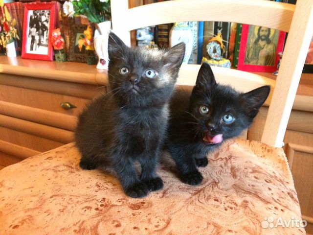 Чёрные котята мальчик с девочкой и умница Мама-кош