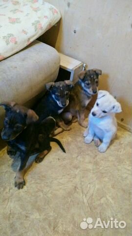 Щенки карапузы