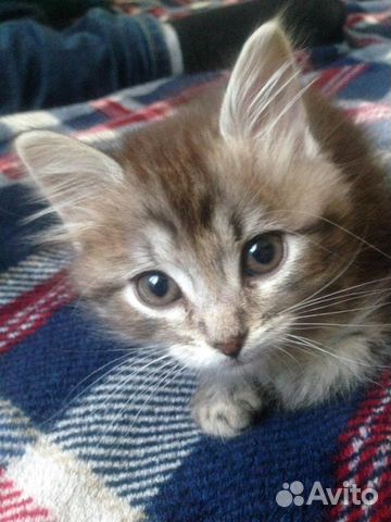 Котенок