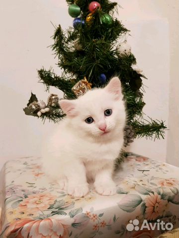 Котик. 1месяц и 1 неделя. Полностью белый. Игривый