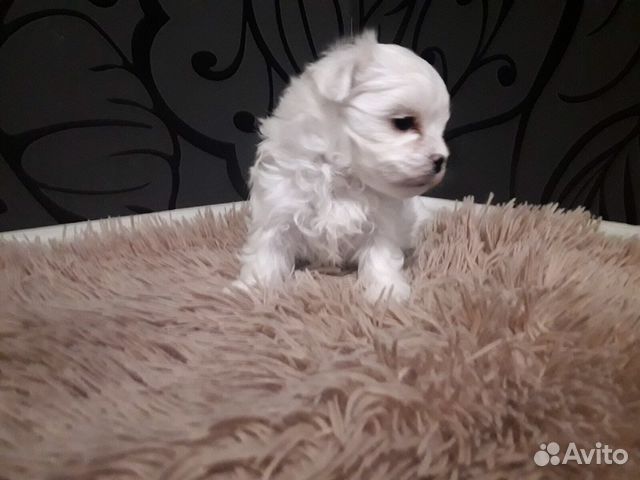 Мальчик Мальтезе